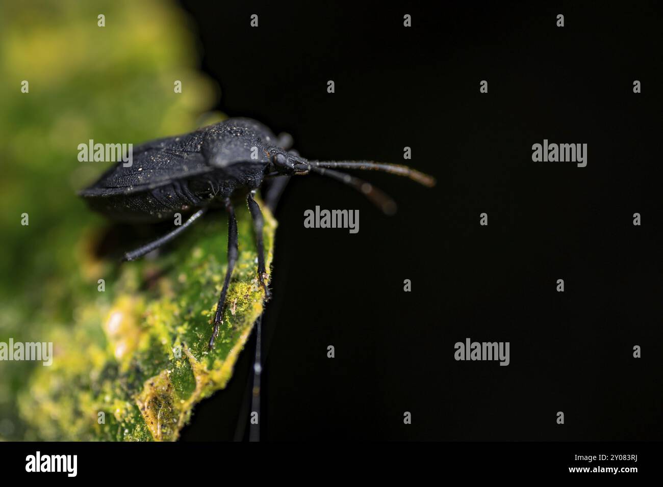 Black true bug (Heteroptera) sitting on a leaf at night in the tropical ...