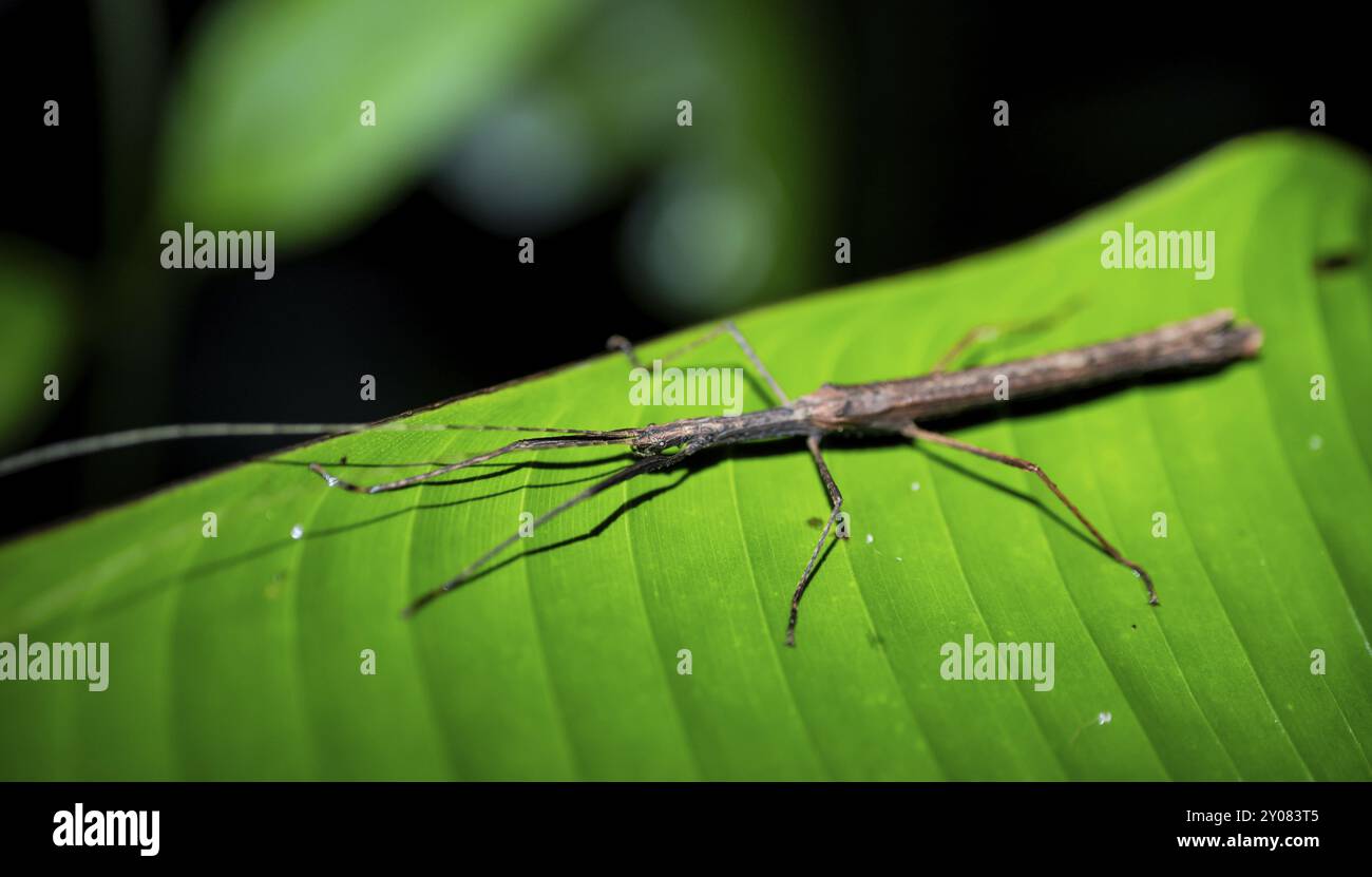 Stick insect (Phasmatodea) sitting on a leaf, at night in the tropical ...