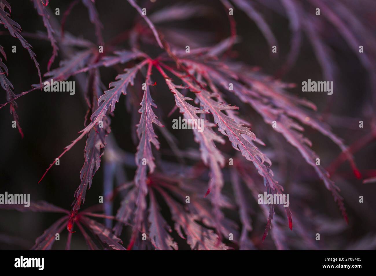 Dark red fern plant with a soft and dark bokeh Stock Photo - Alamy