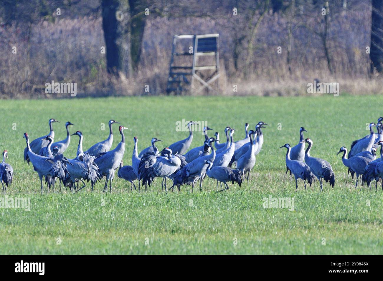 Common crane hunting lake hi-res stock photography and images - Alamy
