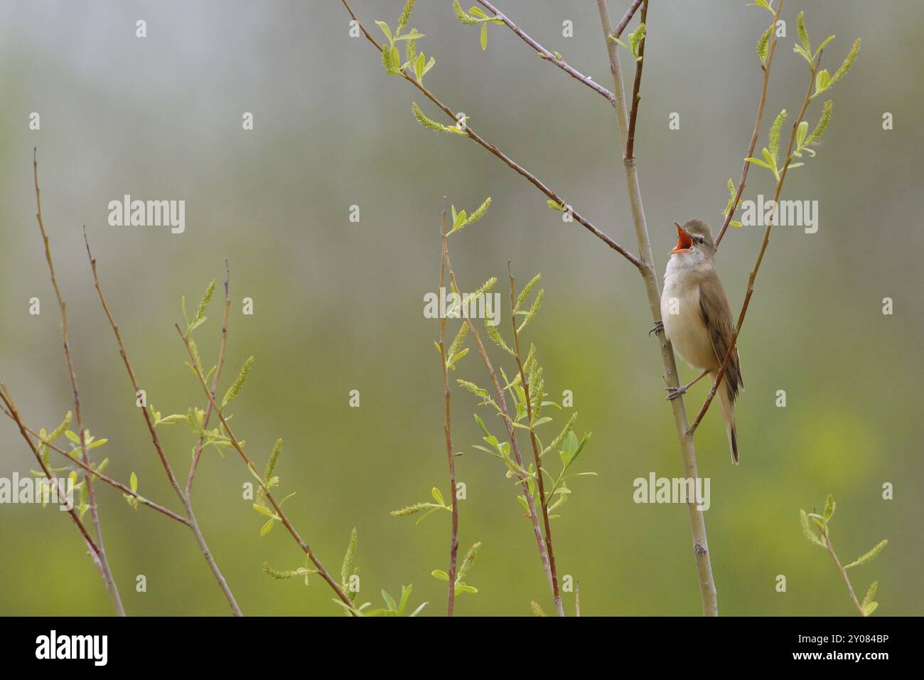 Great Reed Warbler in the reeds, Great Reed Warbler, Acrocephalus ...