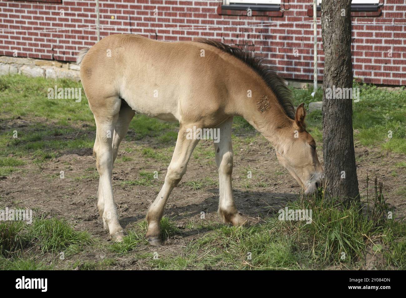 Cute horse offspring Stock Photo - Alamy