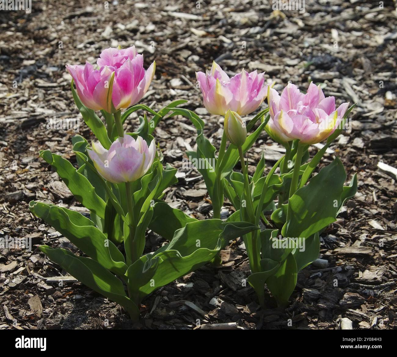 Tulip pink, tulip pink 02 Stock Photo - Alamy