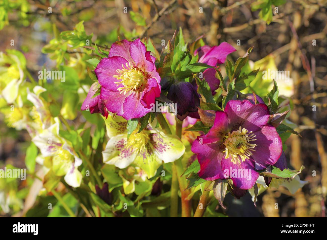 Lenten roses hi-res stock photography and images - Alamy