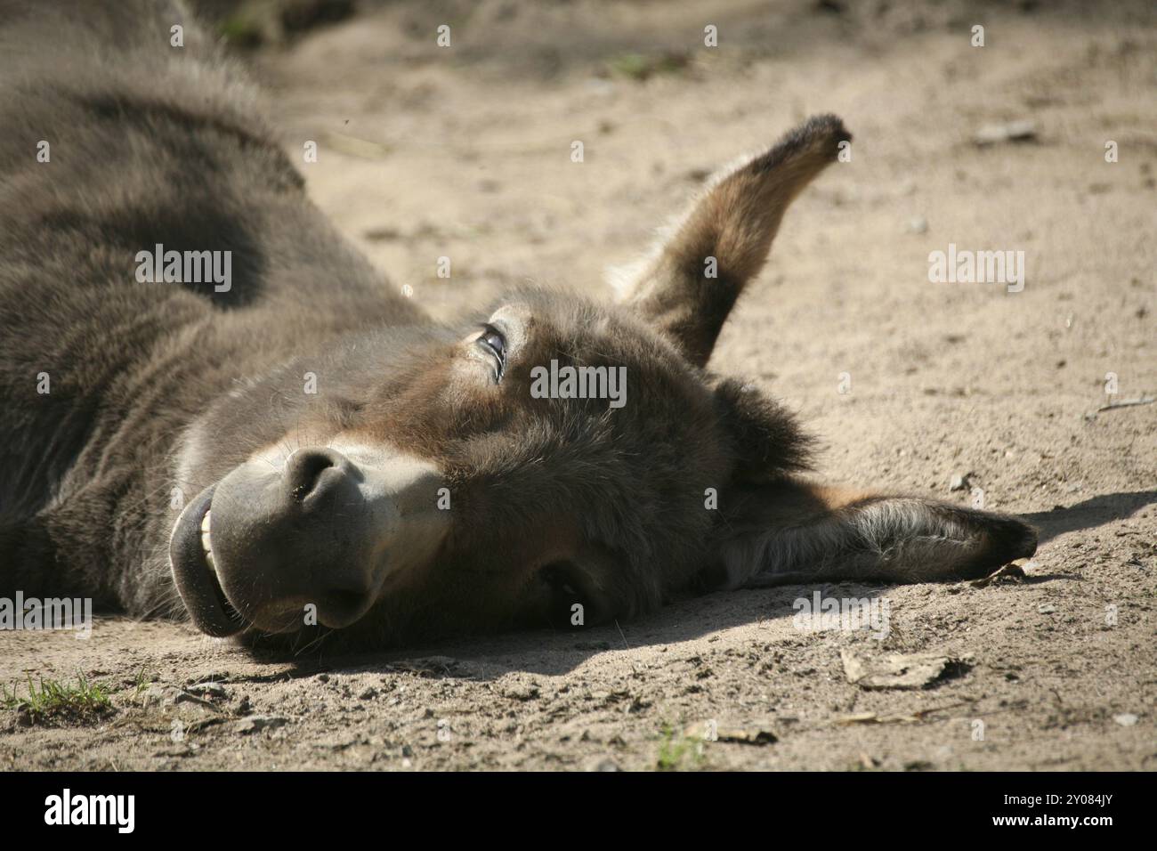 Equus asinus asinus Stock Photo - Alamy