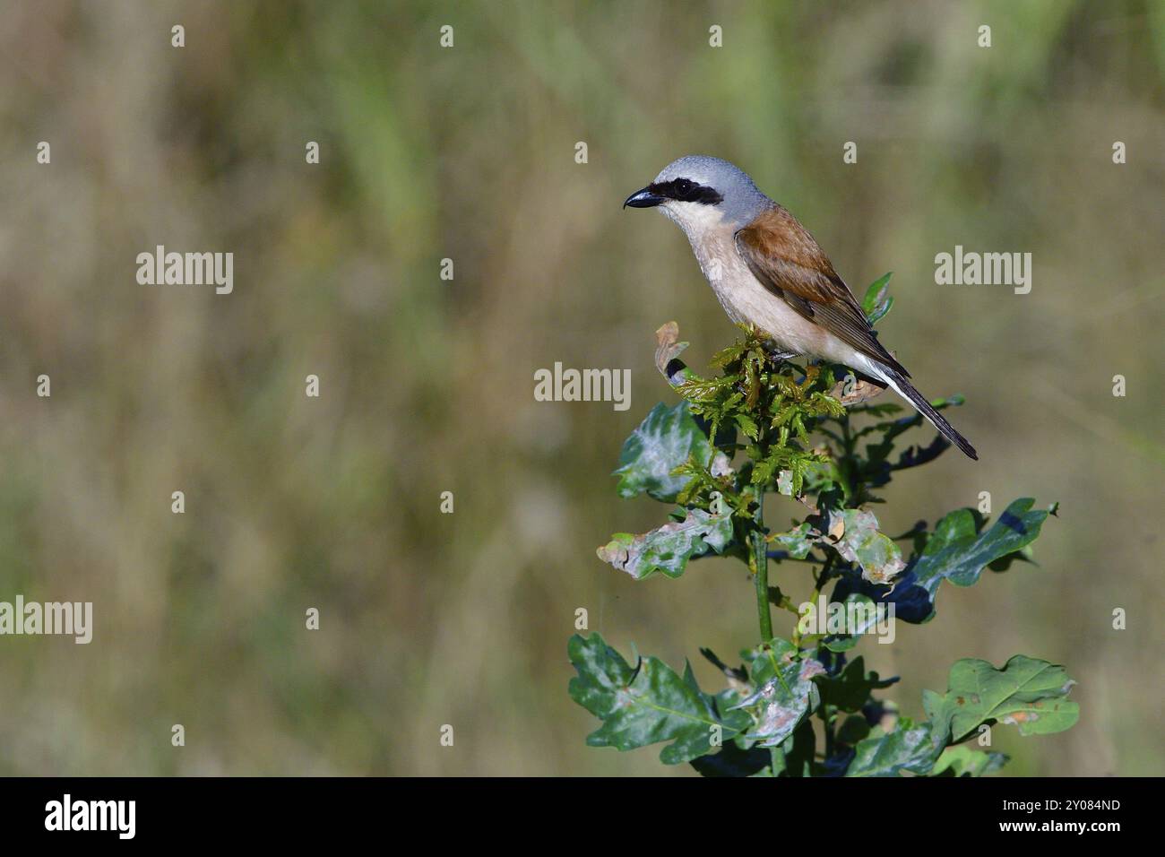 Male Red-backed shrike hunting. Red-backed shrike hunting Stock Photo ...