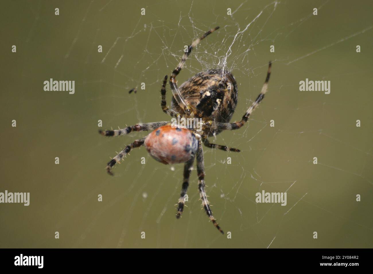 Cross spider with captured ladybird Stock Photo - Alamy