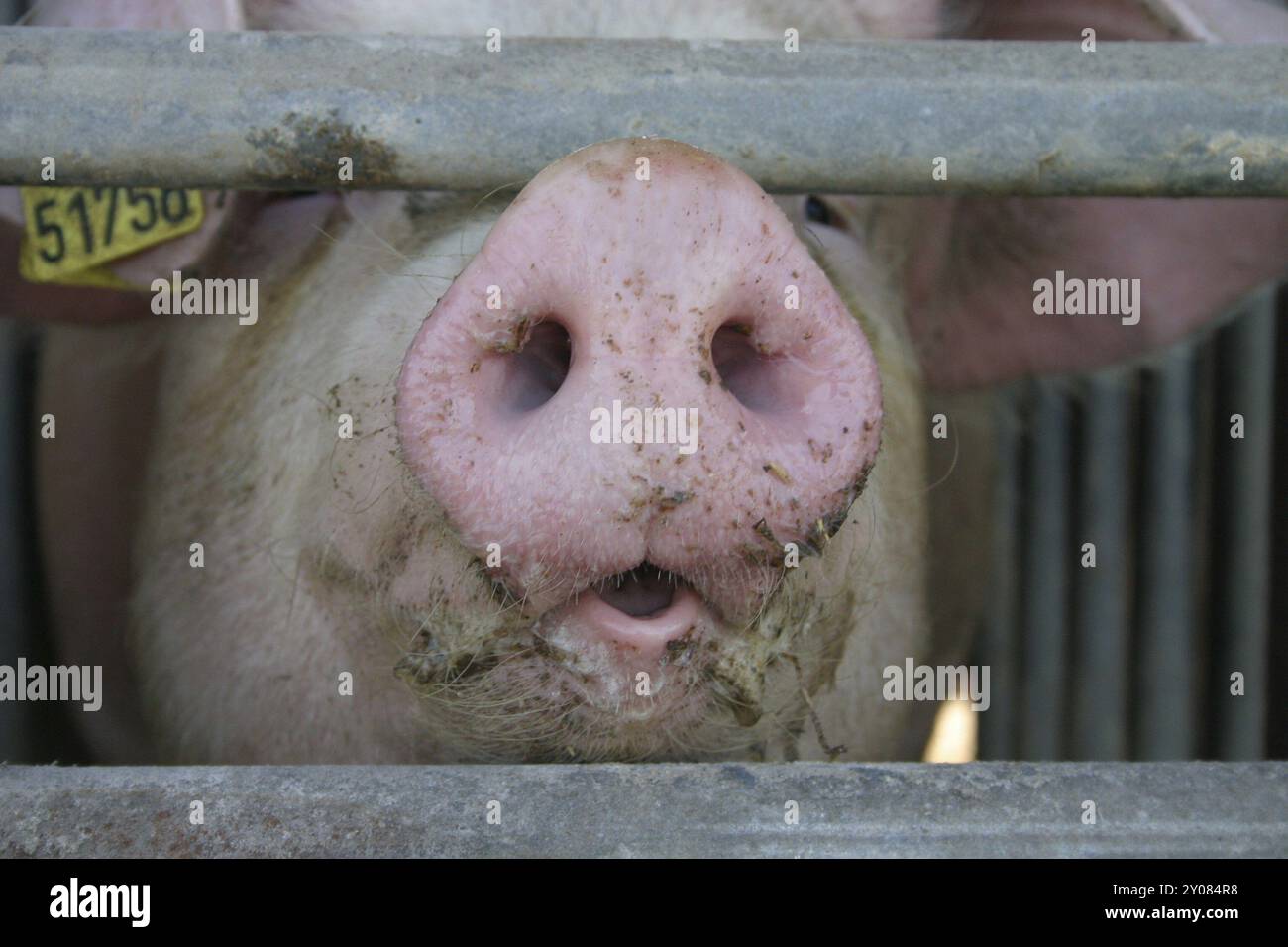 Fattening pig in the barn Stock Photo - Alamy