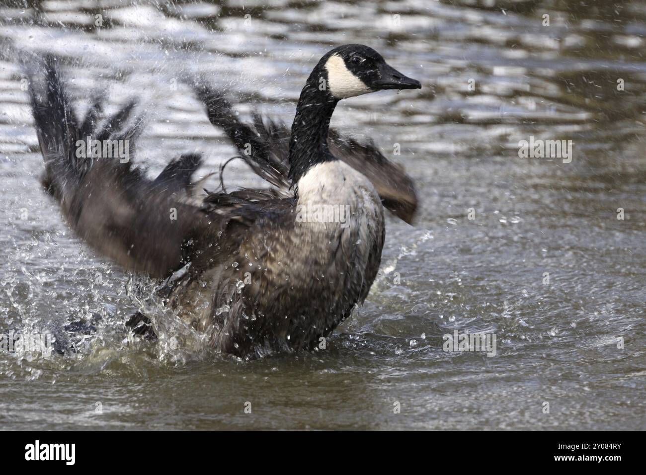 Canada goose bathing on hi-res stock photography and images - Alamy