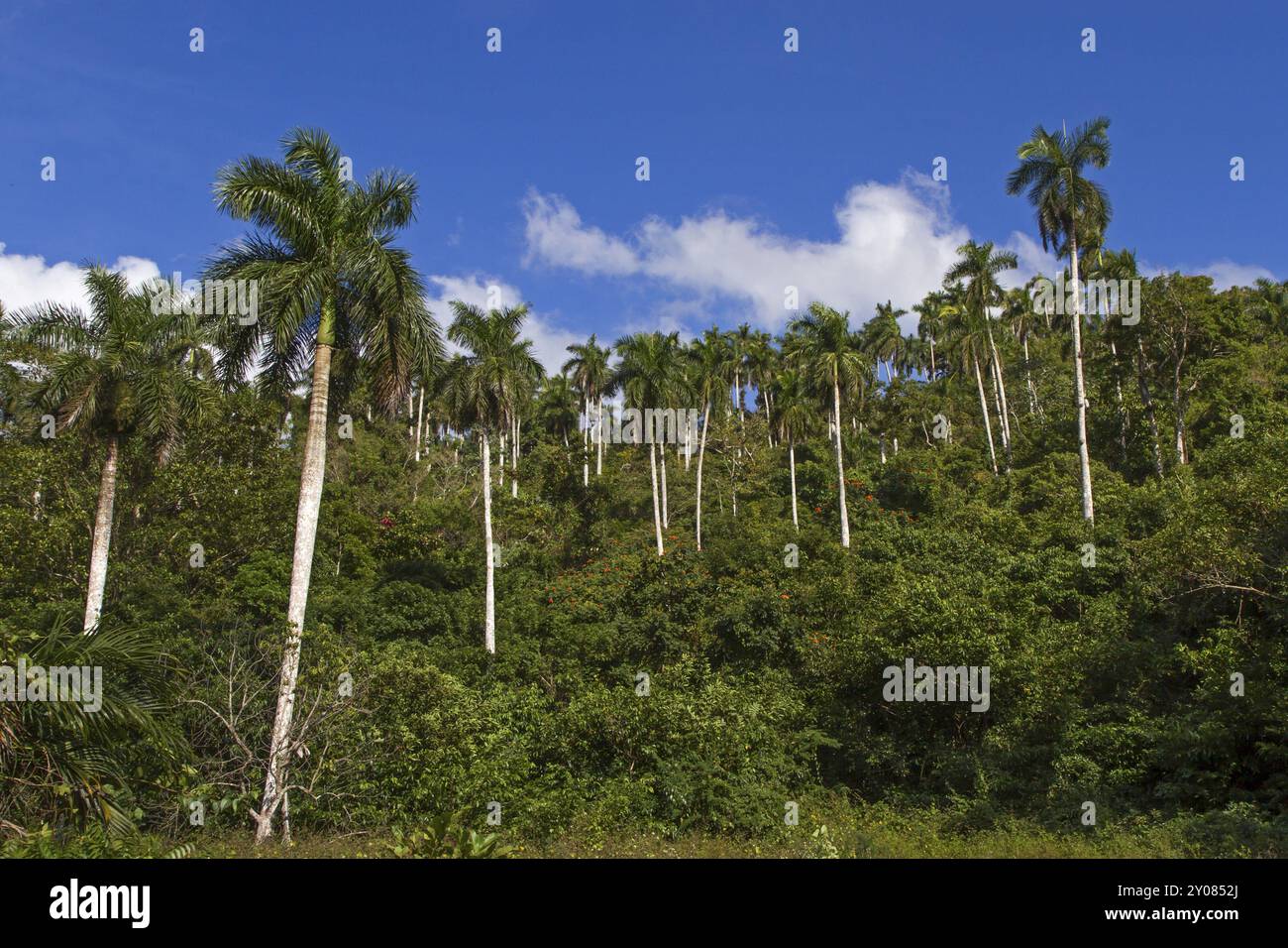 Tropical palm grove in Cuba Stock Photo - Alamy
