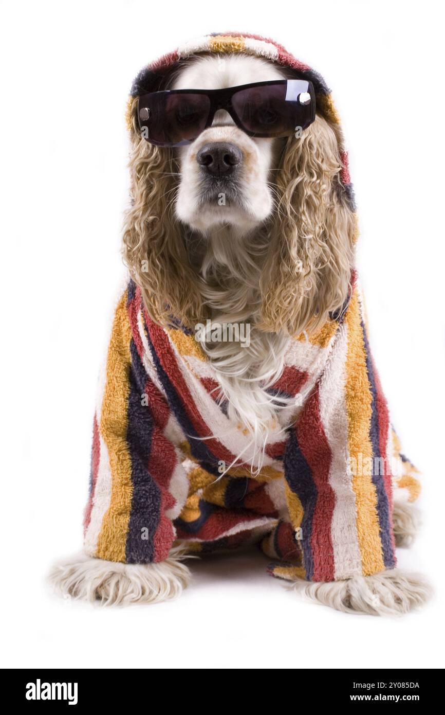 Cute dog on a white background dressed up with clothes Stock Photo - Alamy