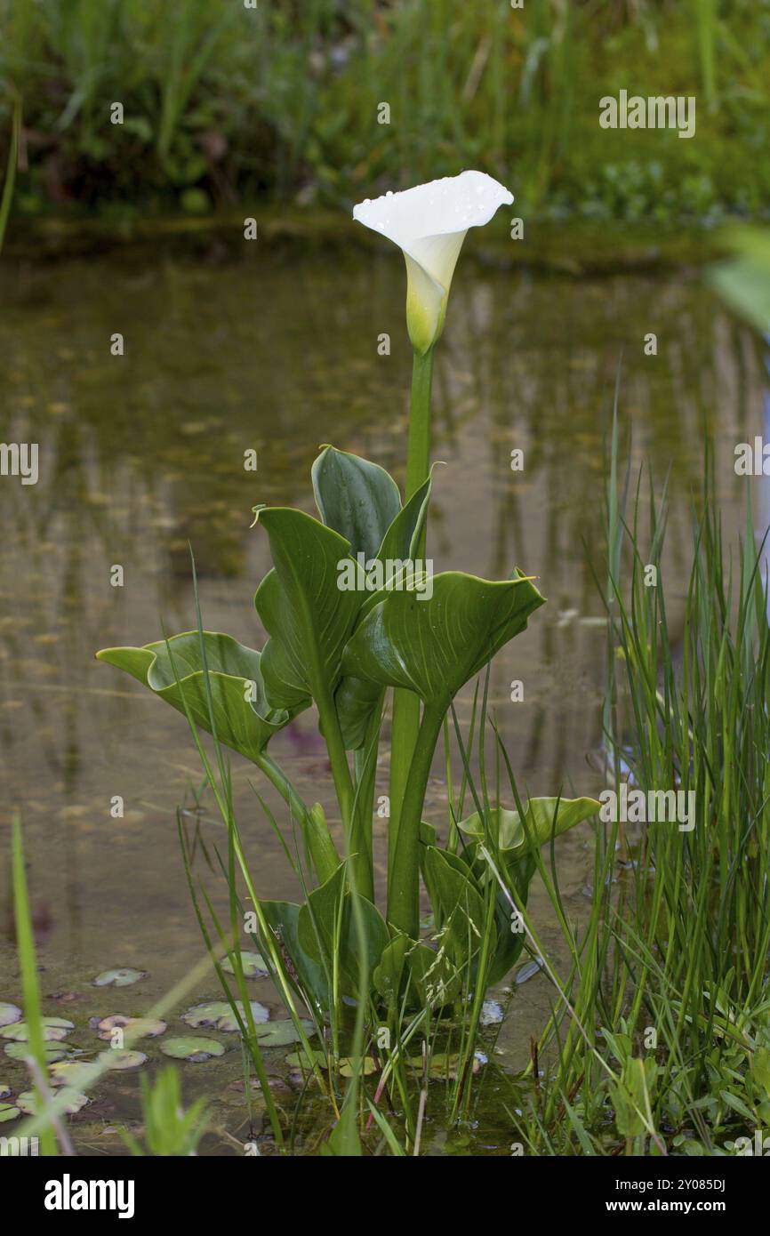 Swamp Calla, Calla palustris, Bog Arum Stock Photo - Alamy