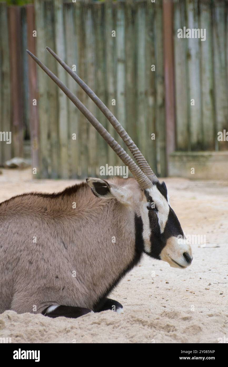 Orix austral hi-res stock photography and images - Alamy