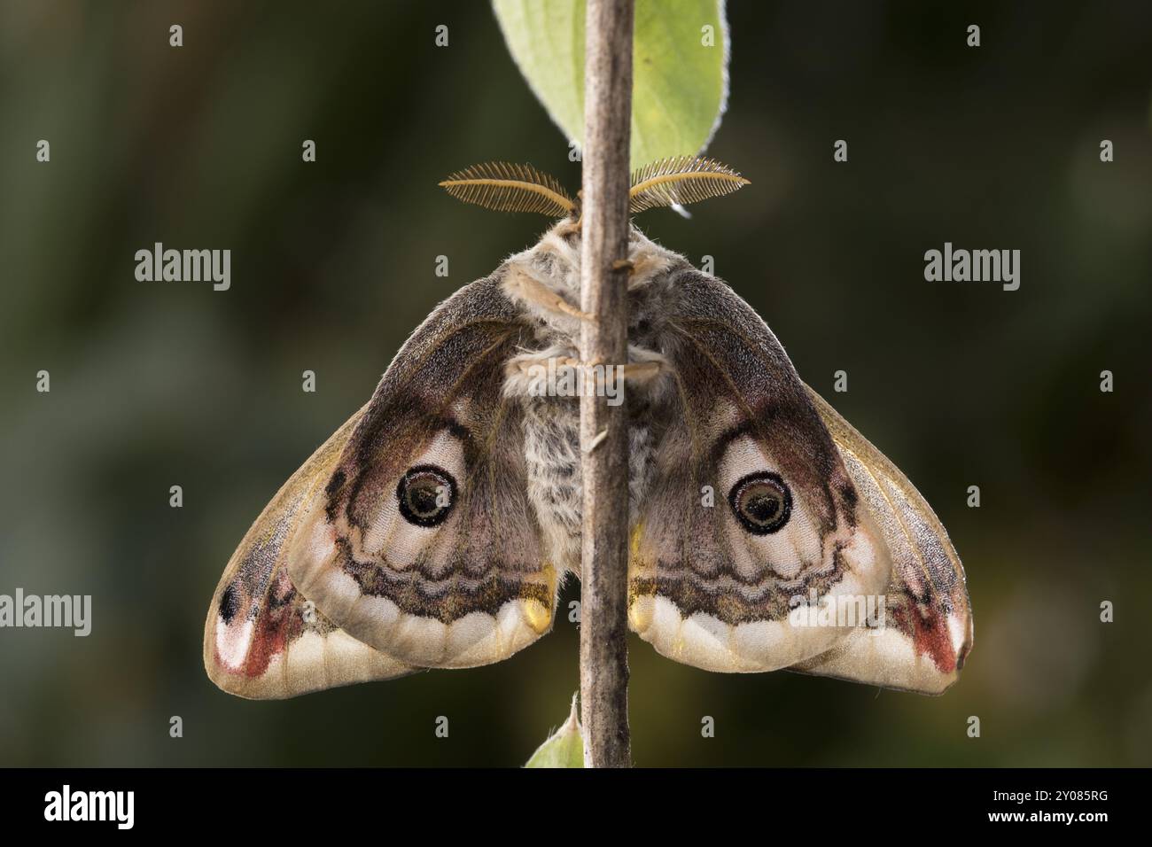 Small emperor moth, male, Saturnia pavonia, small emperor moth, male ...