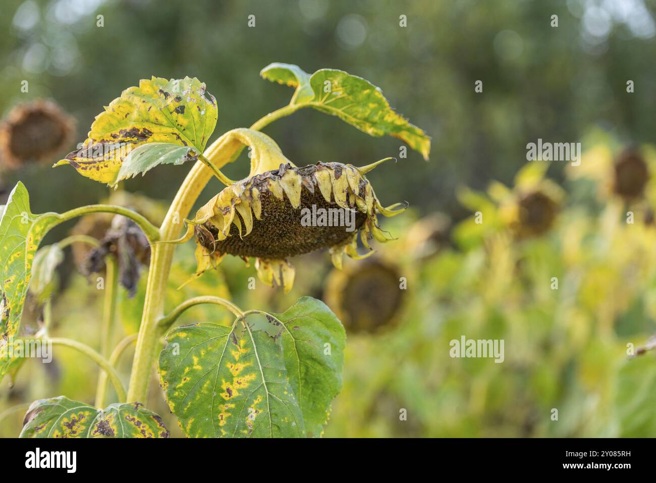 Rotting in the sun hi-res stock photography and images - Alamy