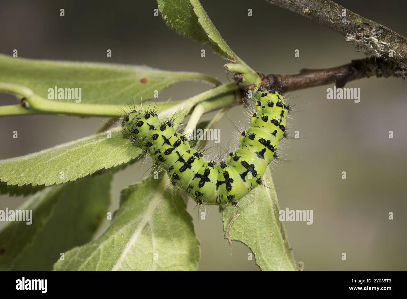 Small emperor moth, caterpillar, Saturnia pavonia, small emperor moth ...