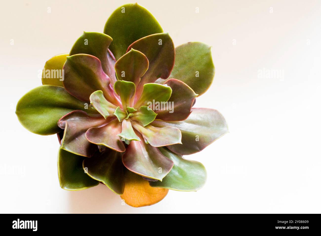 tracheophyta, angiospermae, eudicotyledoneae, saxifragales ...