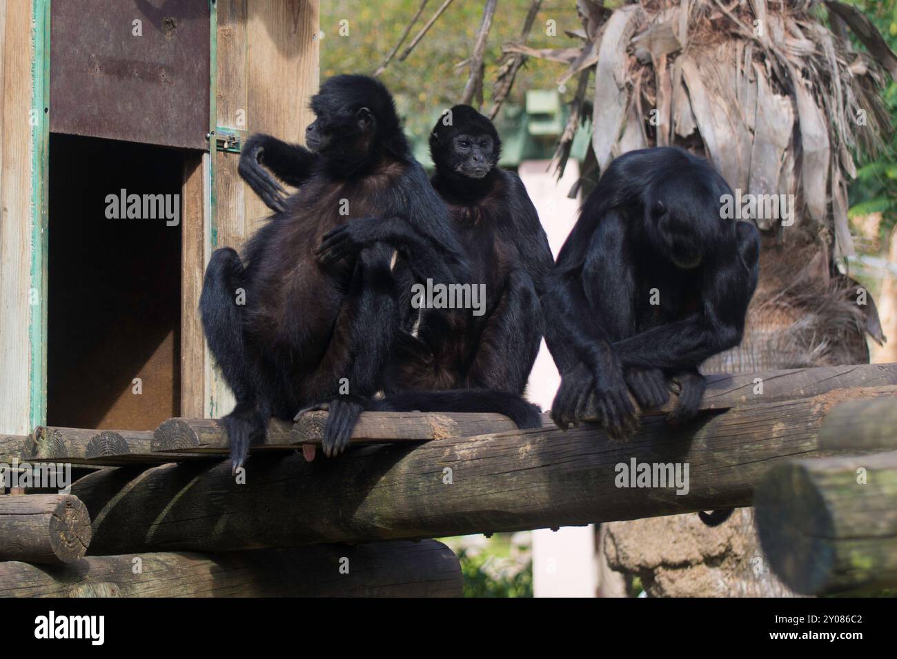 funny Group of three black Spider monkeys, resting, playing with each ...