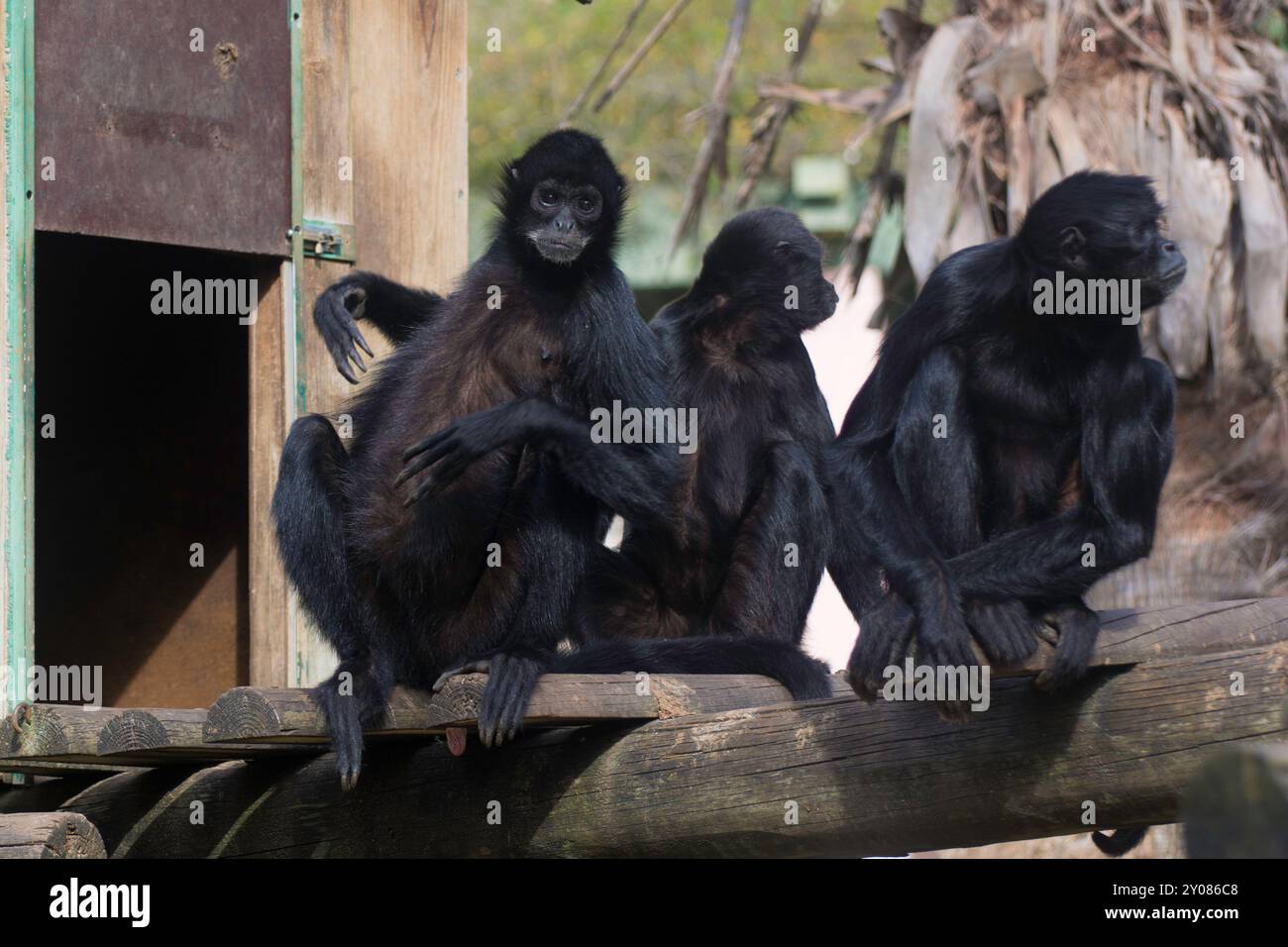 Black spider monkeys group hi-res stock photography and images - Alamy