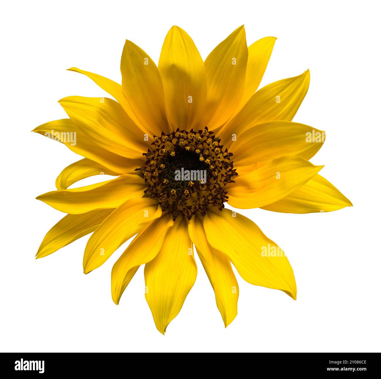 Small Sunflower Head Cut Out on White Stock Photo - Alamy