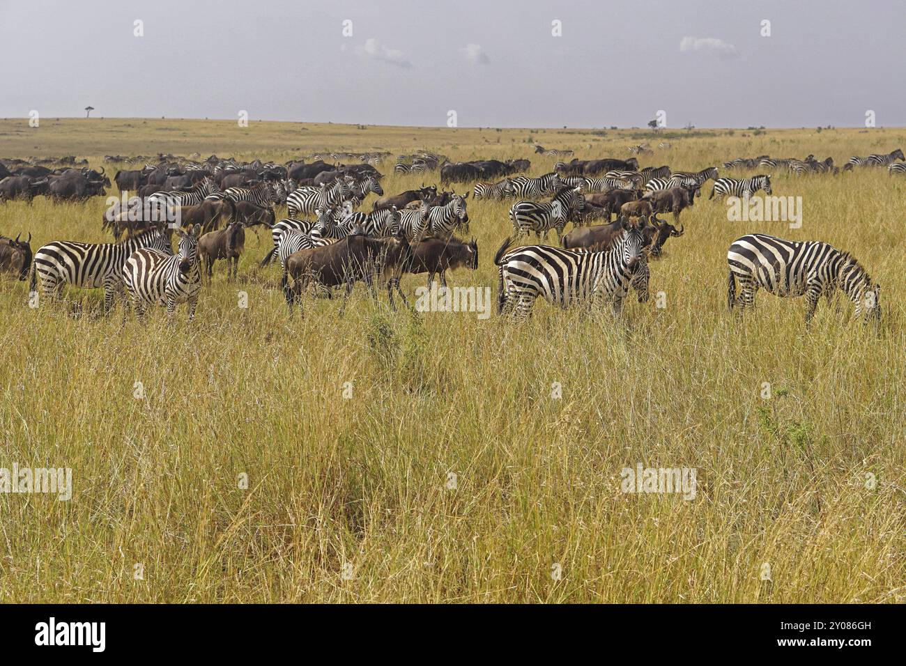 Gnu and zebra animal migration in Africa Stock Photo - Alamy
