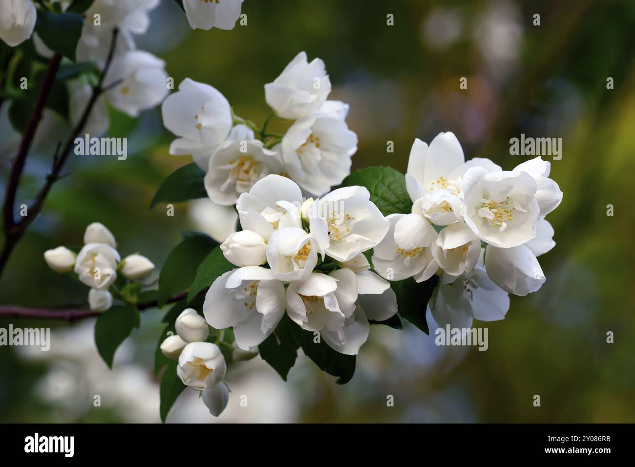 Closeup white philadelphus flowers hi-res stock photography and images ...