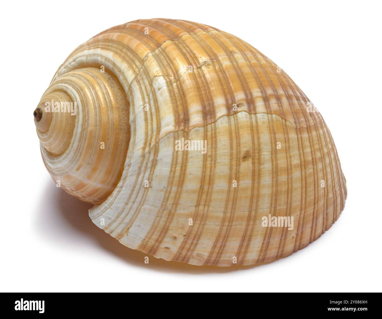 Seashell spikes hi-res stock photography and images - Alamy