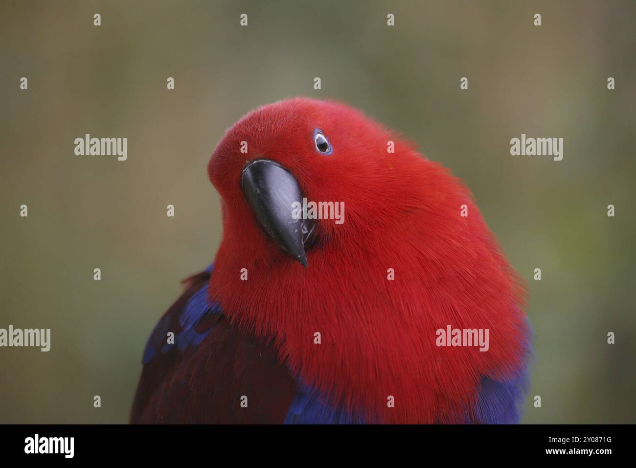 Eclectus roratus (female), the male is completely different coloured ...
