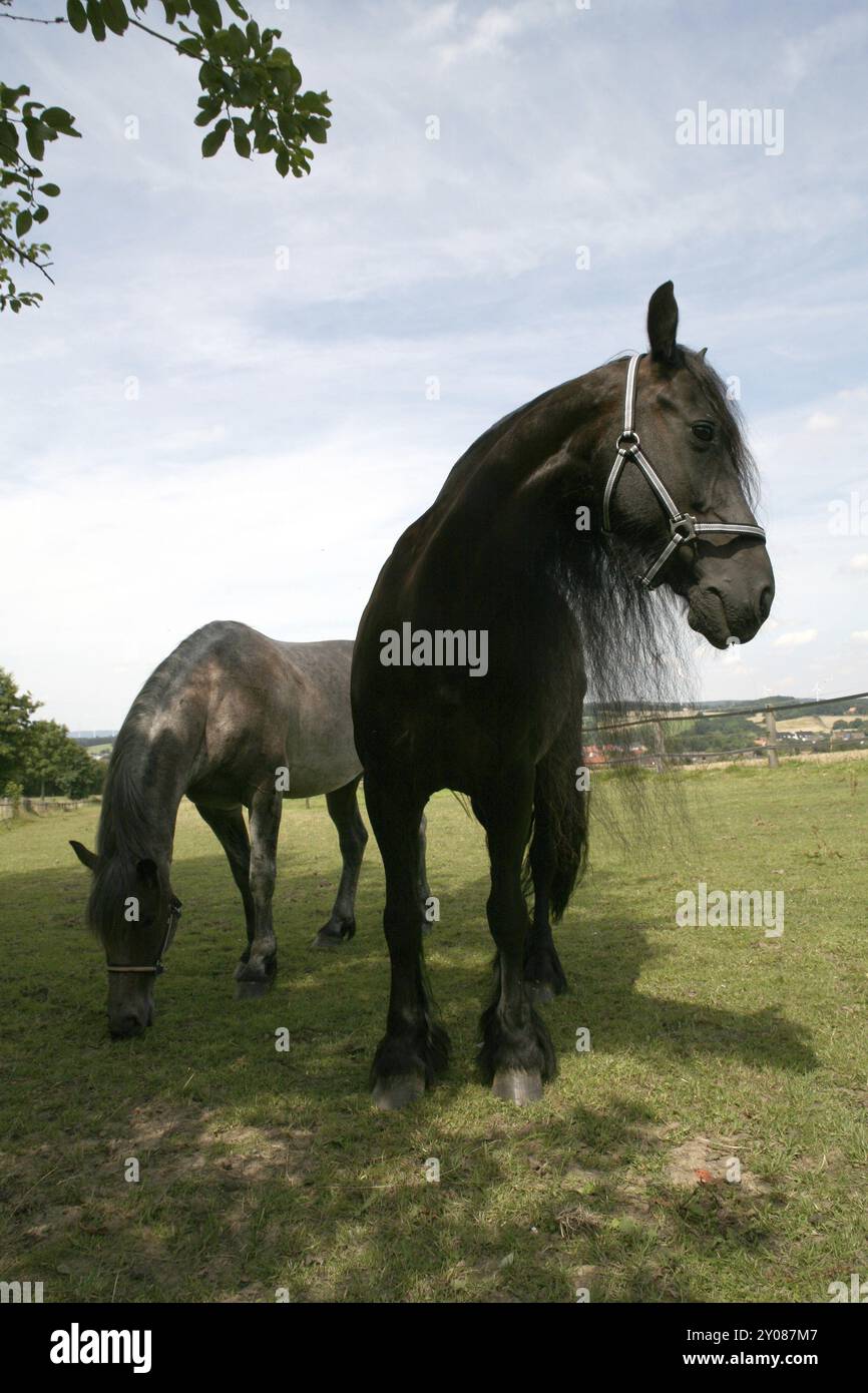 Arabian mix and Friesian Stock Photo - Alamy