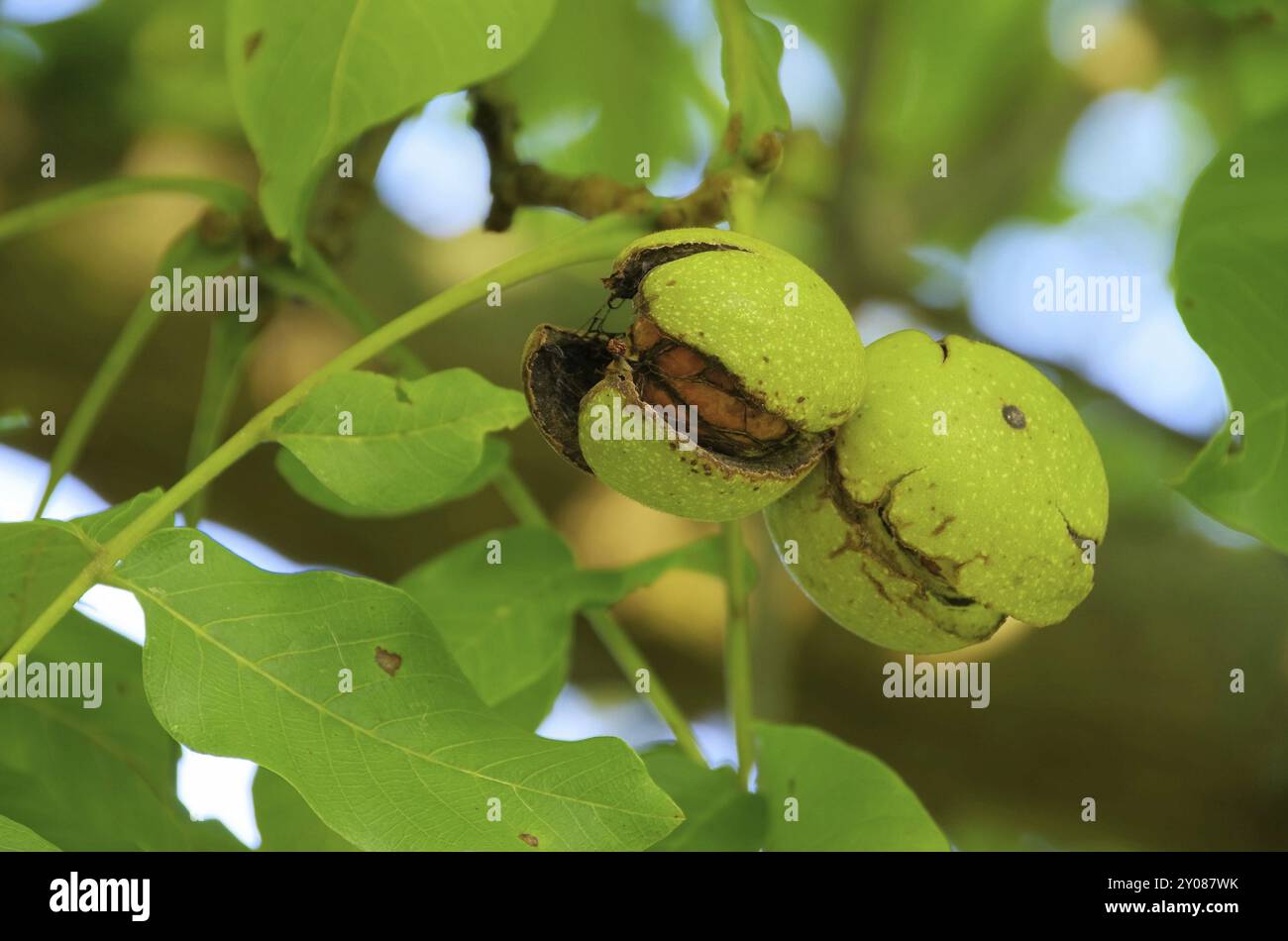 Lush fruiting trees hi-res stock photography and images - Alamy
