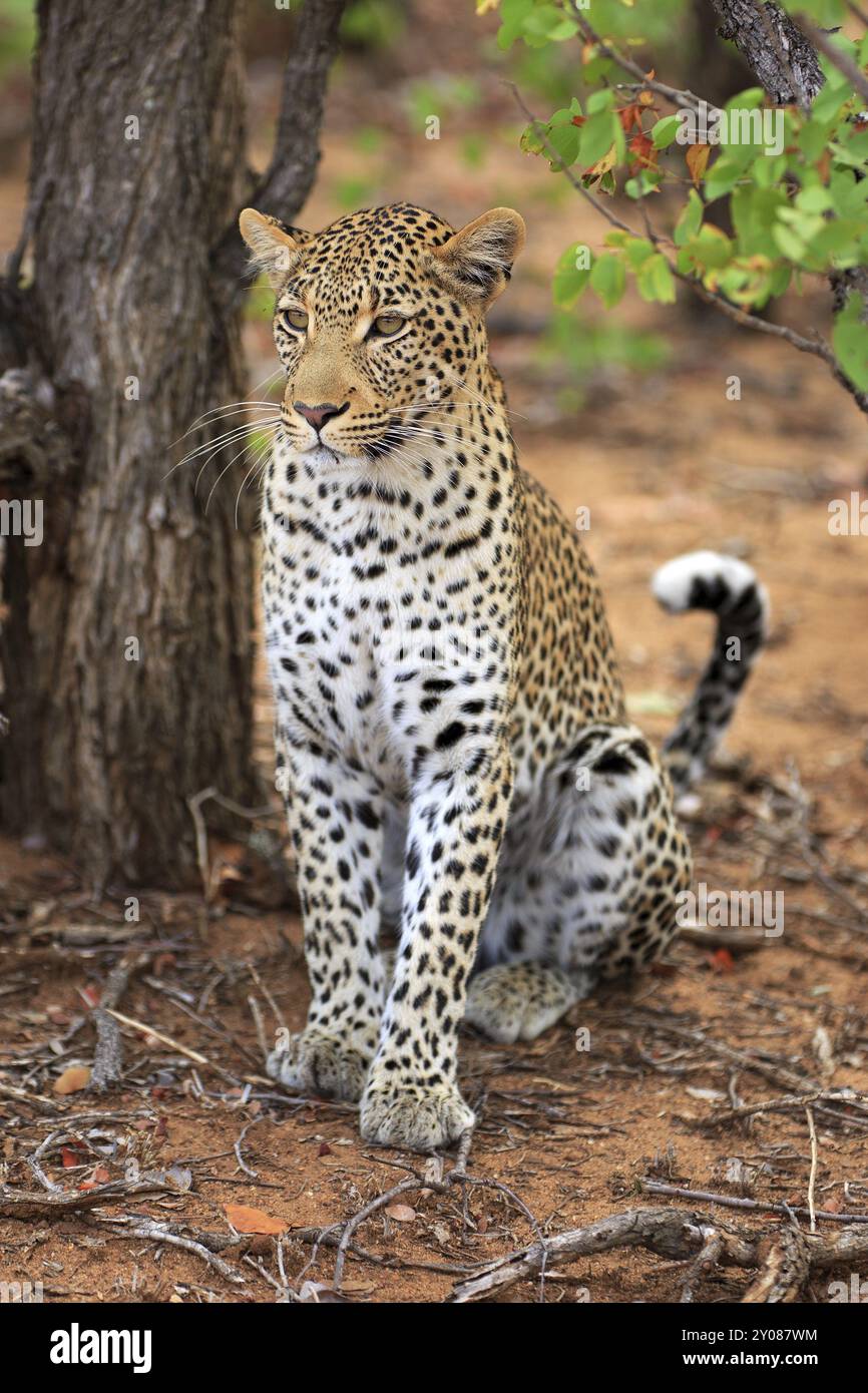 Leopard designs hi-res stock photography and images - Alamy