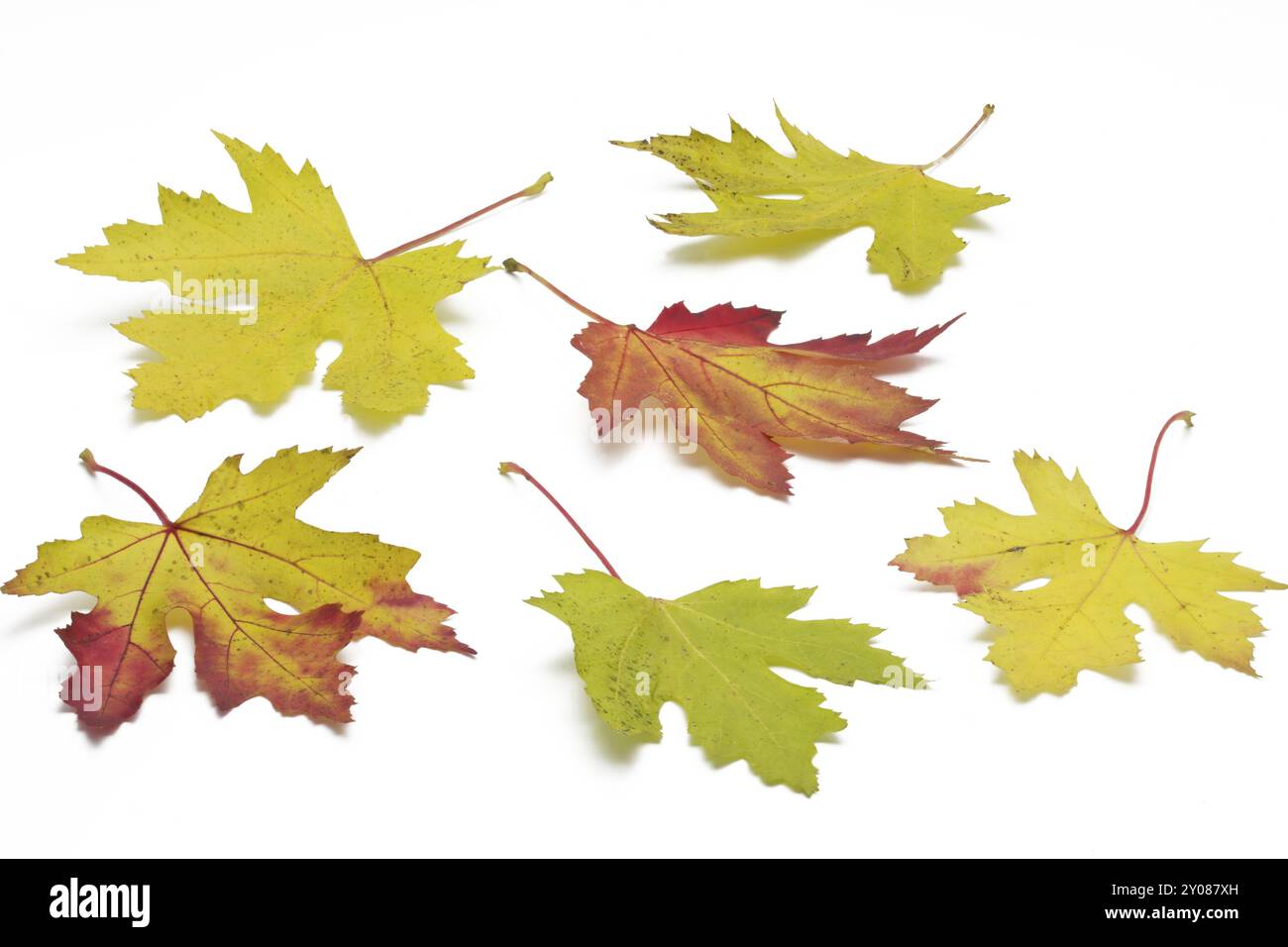 Maple leaves with autumn colours Stock Photo - Alamy