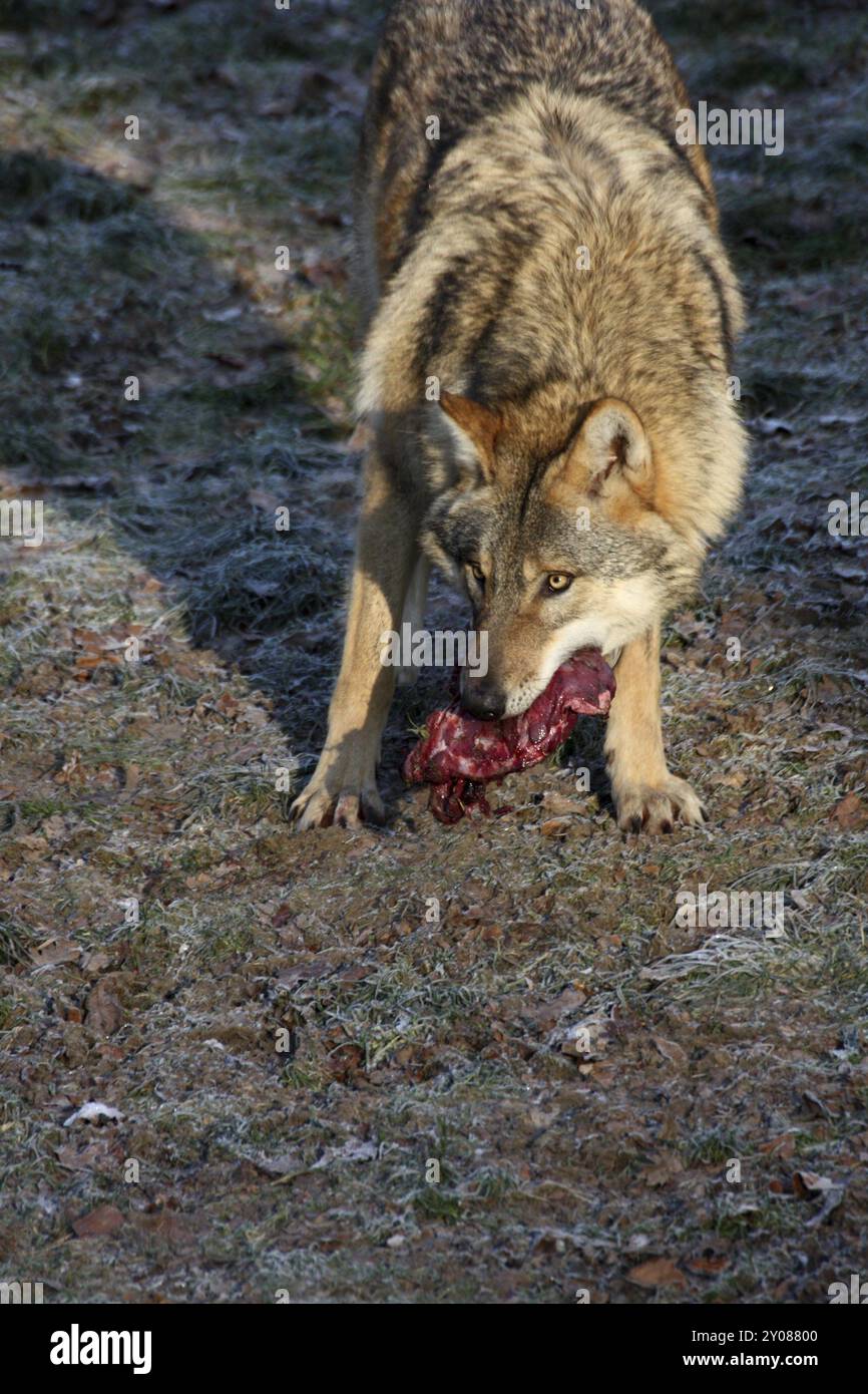 Wolf devours hi-res stock photography and images - Alamy
