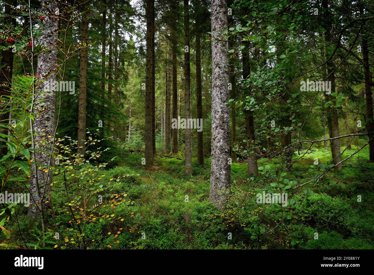 Three Lochs Forest Drive Stock Photo - Alamy
