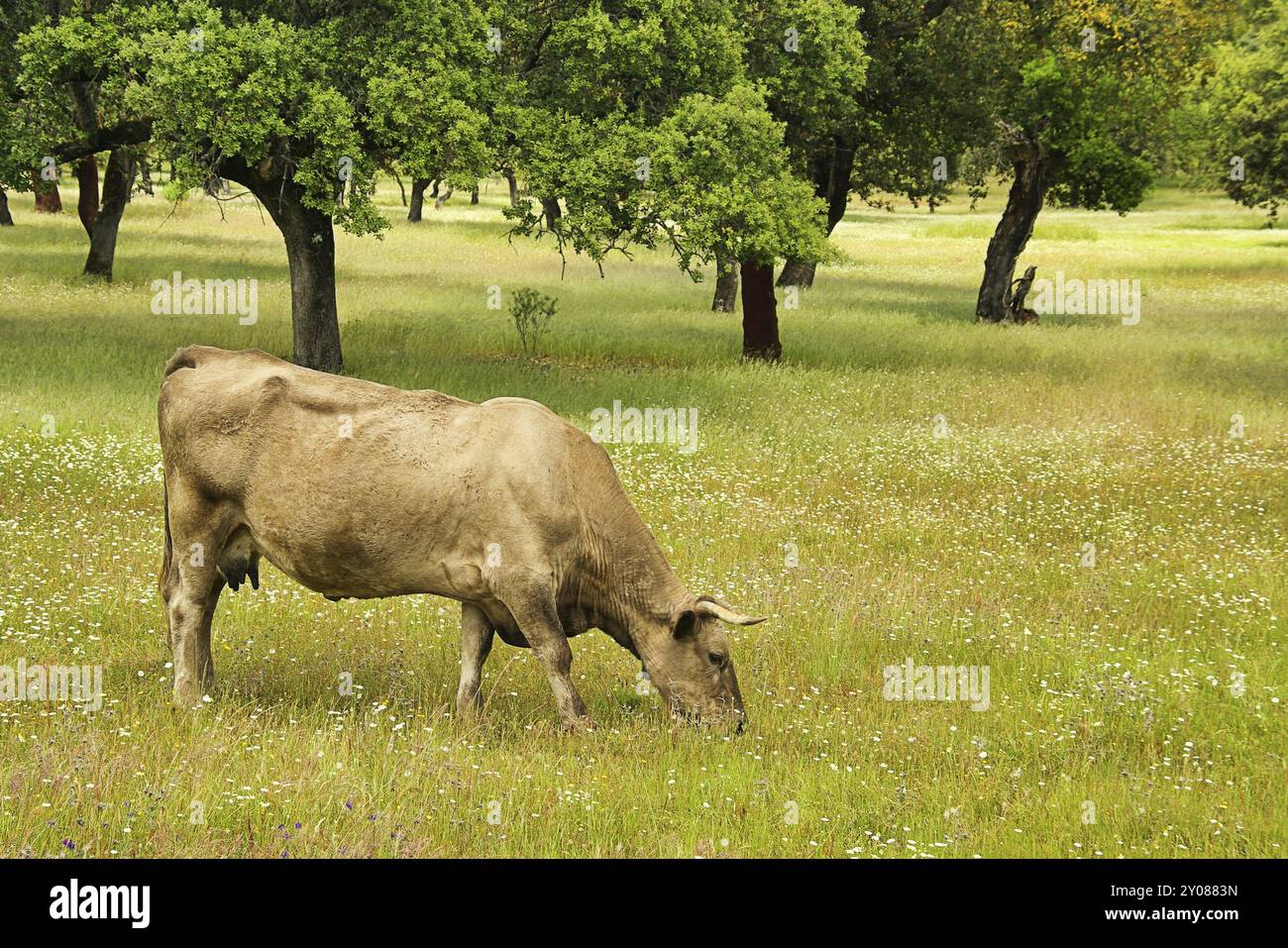 Beef, cow 54 Stock Photo - Alamy