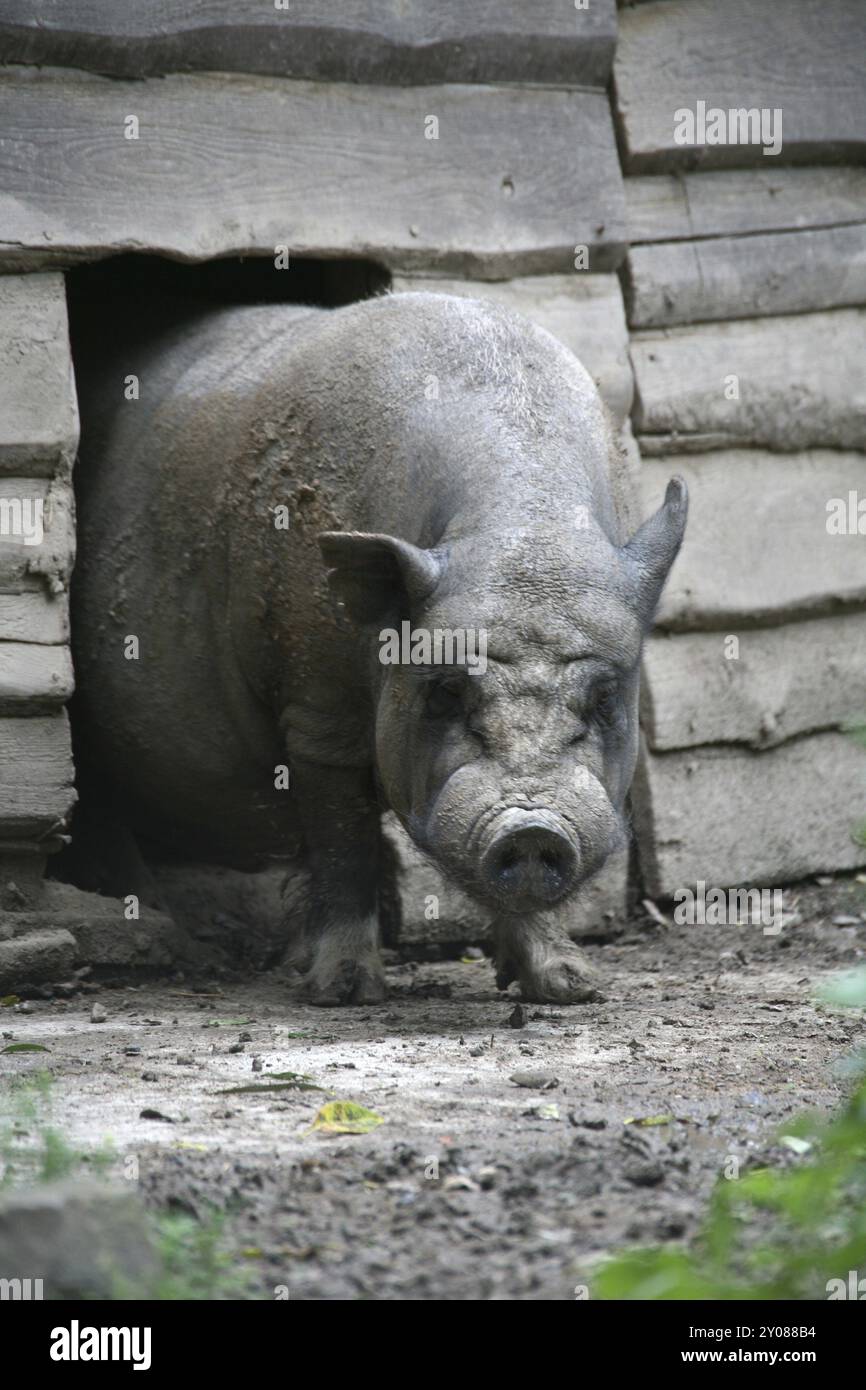 Pot-bellied pig in its stable Stock Photo - Alamy