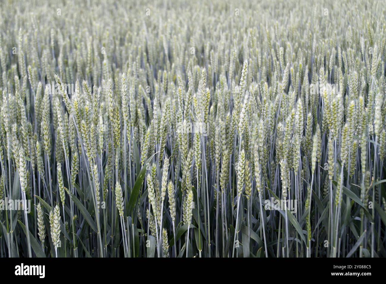 Ear immature wheat growing hi-res stock photography and images - Alamy