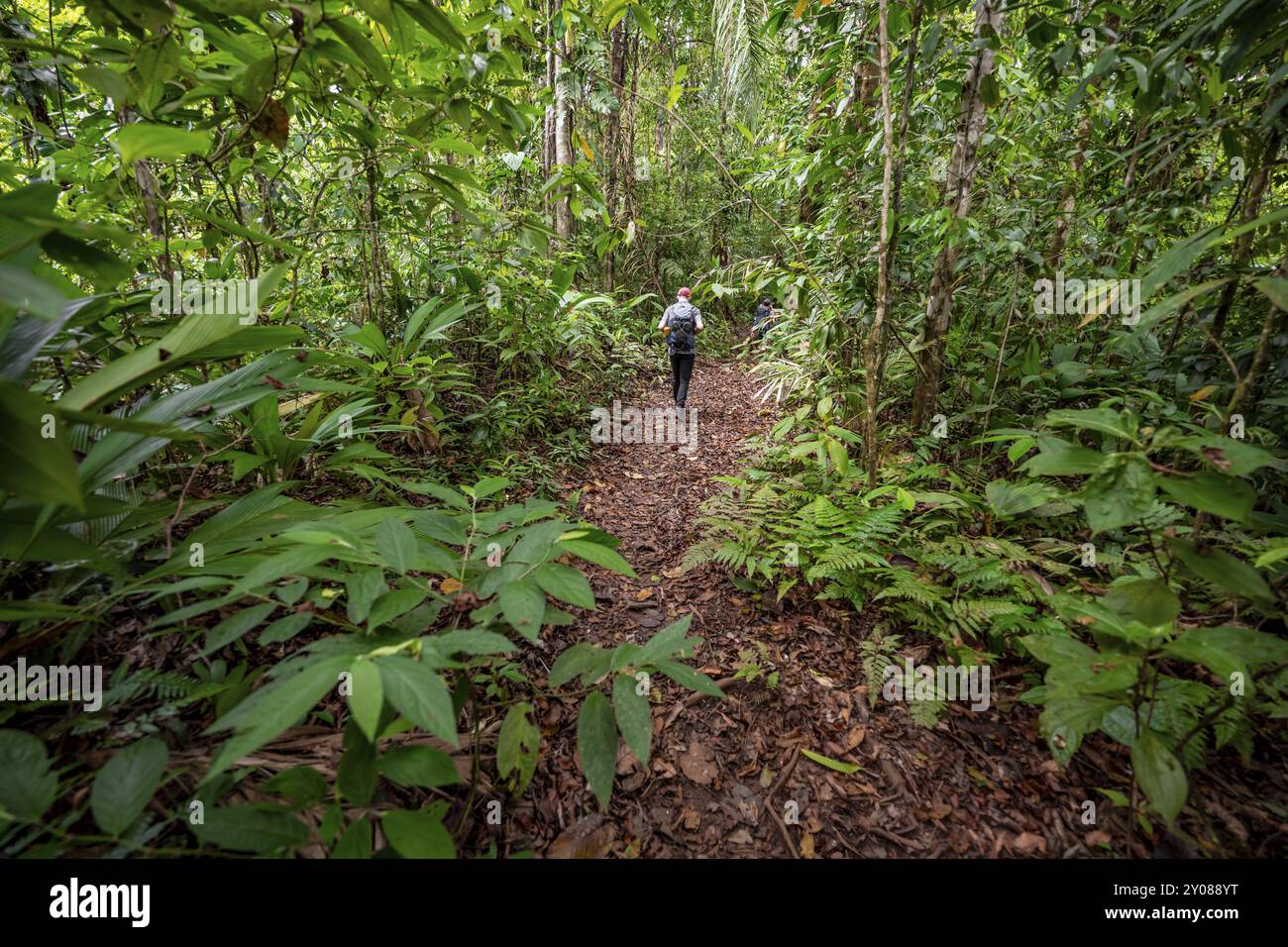 Young man on a hiking trail in the rainforest, tourist hiking in the ...