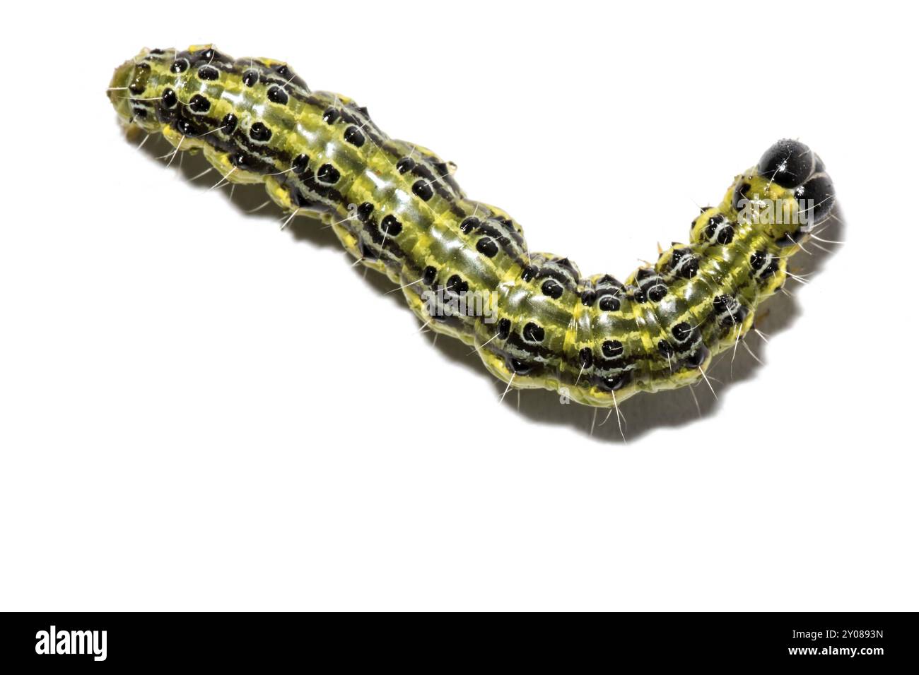 Box tree moth Stock Photo - Alamy