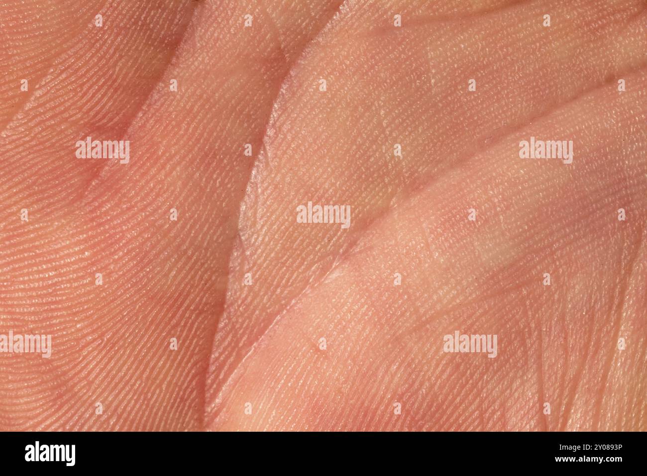 Human palm with lifeline Stock Photo - Alamy
