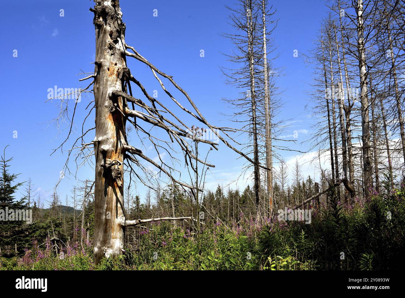 Dead tree in Tatra National Park Stock Photo - Alamy