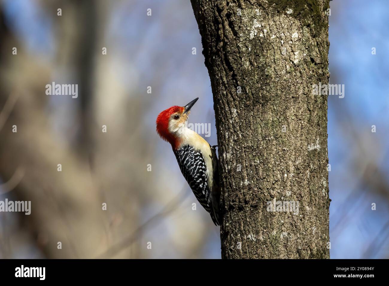 Natural scene from Wisconsin state park Stock Photo - Alamy