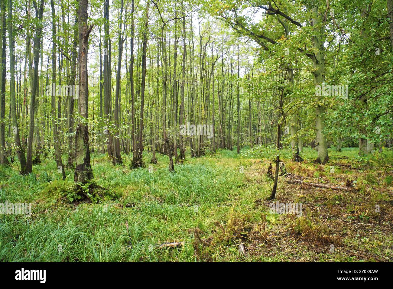 View into a deciduous forest with grass-covered forest floor ...