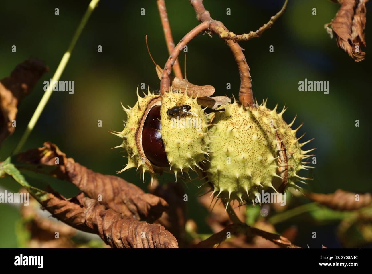 Ripe chestnuts with hoverfly on chestnut tree. Common horse chestnut ...