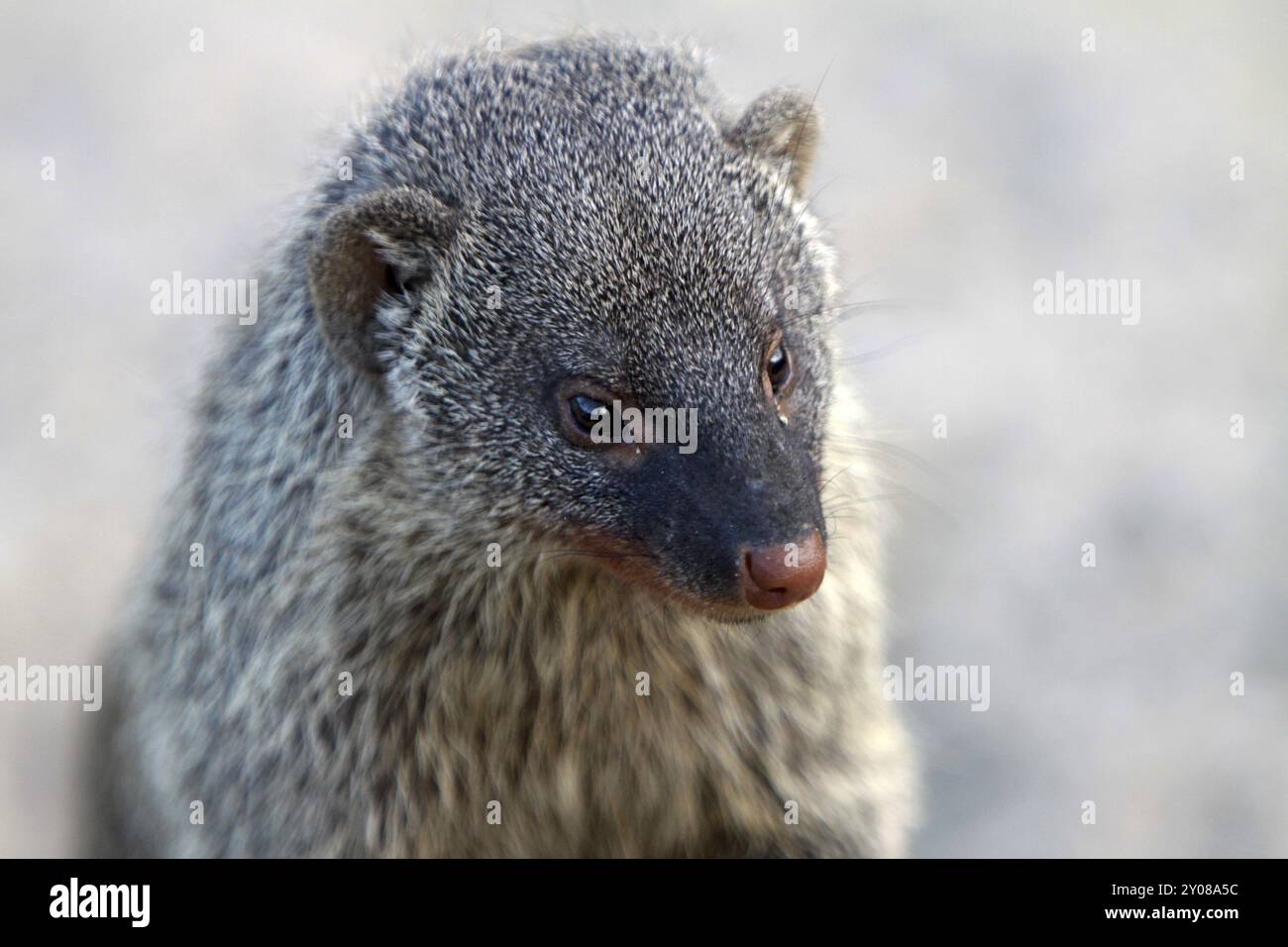 Banded mongoose in the natural habitat hi-res stock photography and ...