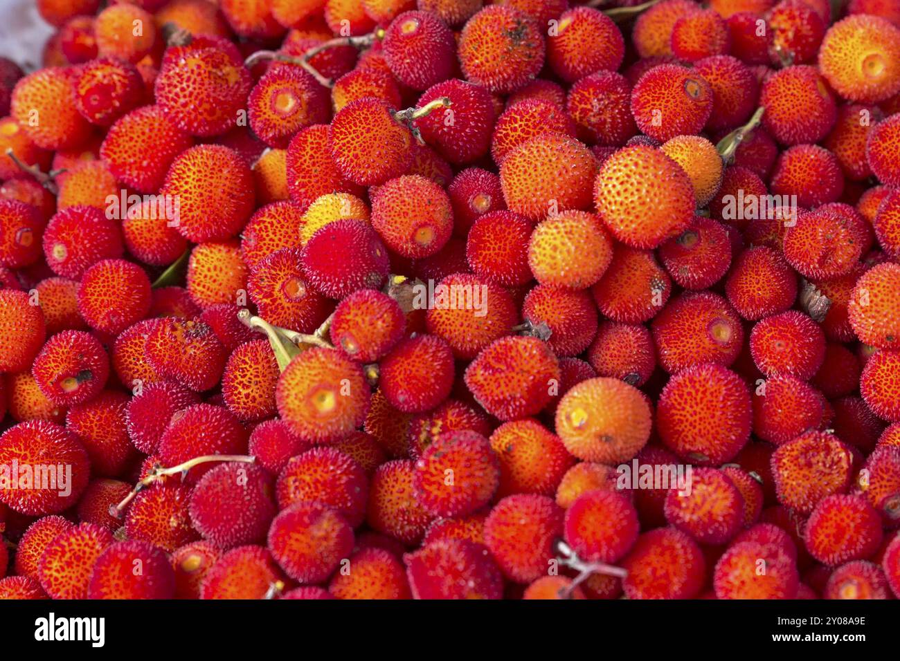 Fruits of the western strawberry tree (Arbutus unedo Stock Photo - Alamy
