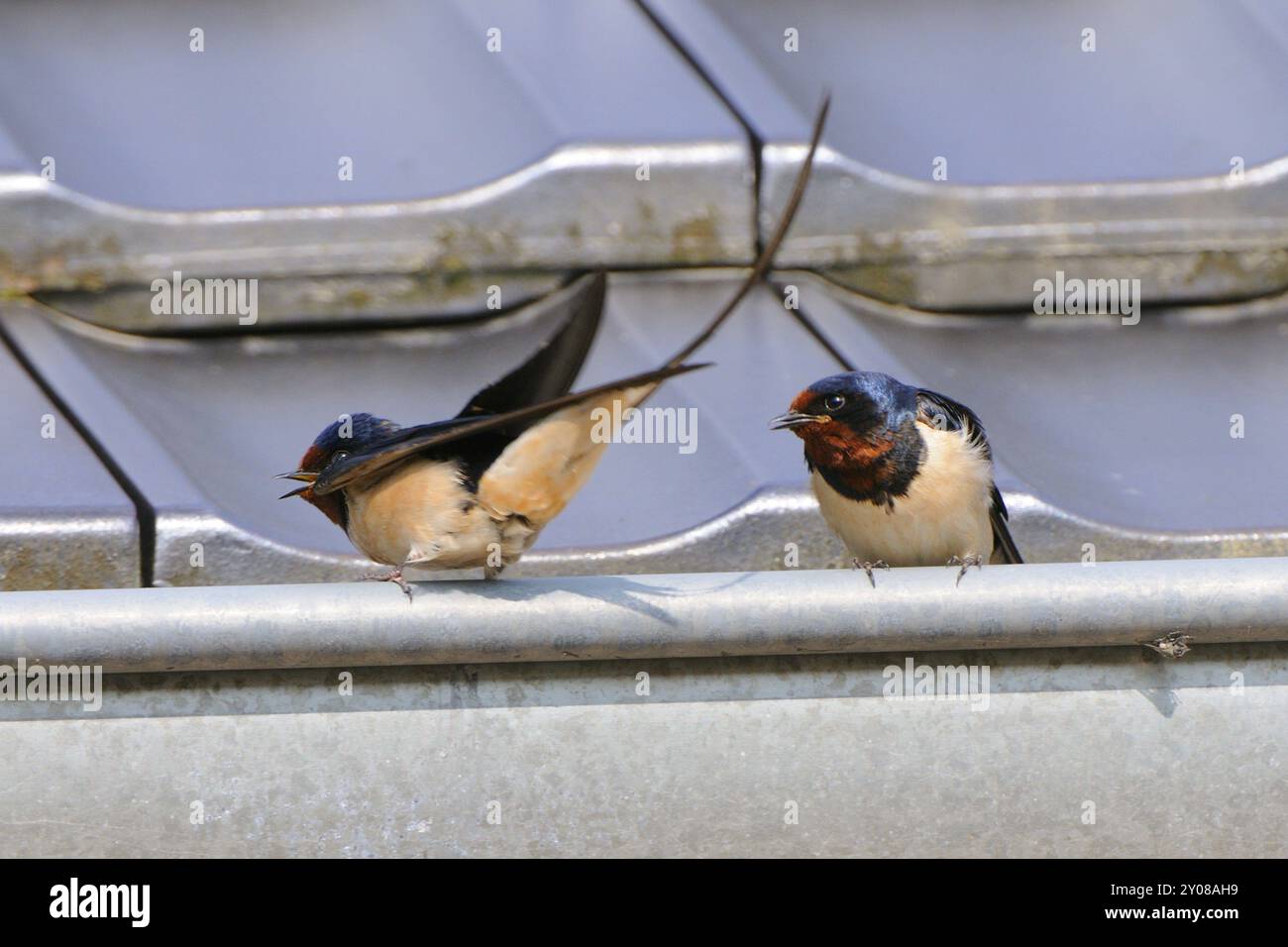 Barn Swallows at mating time. Barn Swallow, Hirundo rustica, Barn ...