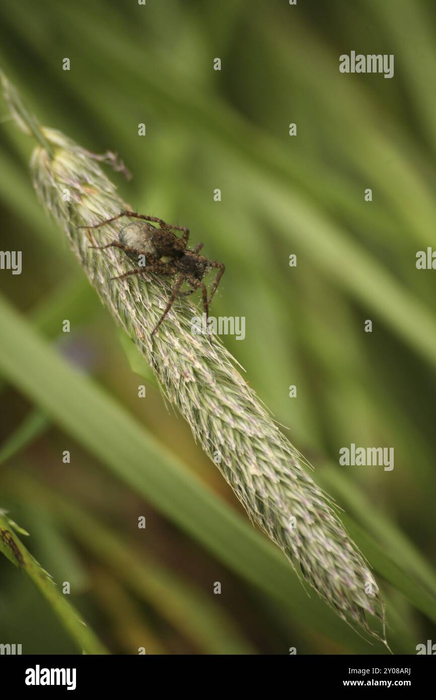 Female with egg cocoon on a foxtail Stock Photo - Alamy