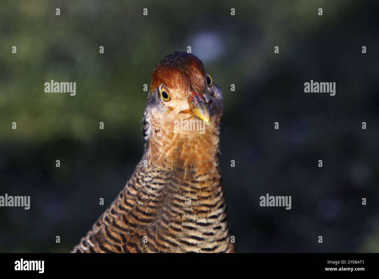 Golden pheasant (female Stock Photo - Alamy