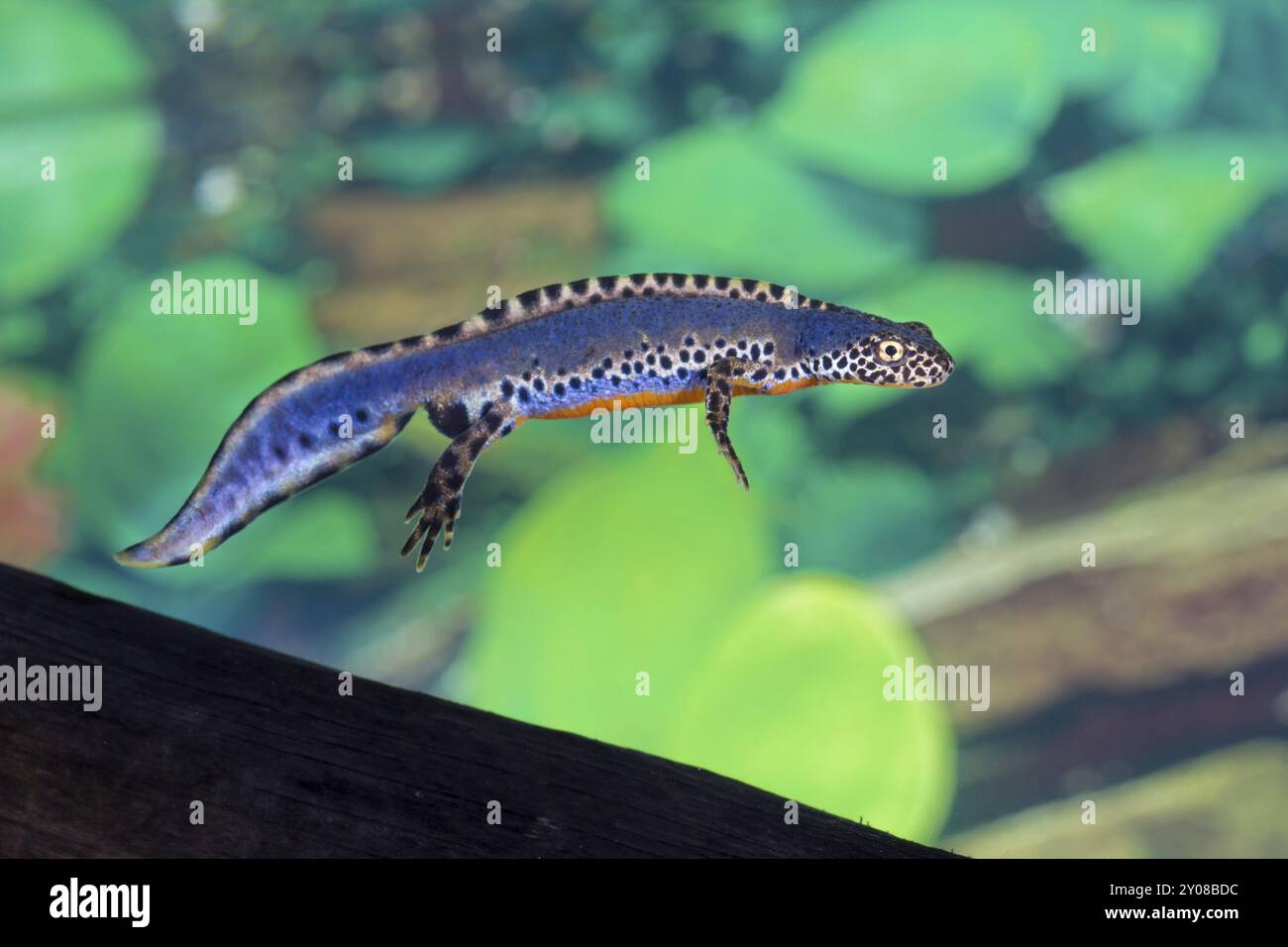 Alpine newt, Triturus alpestris, alpine newt Stock Photo - Alamy